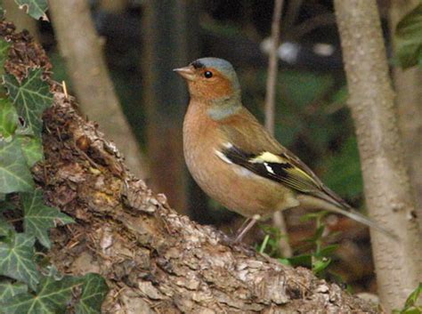Pinson Des Arbres