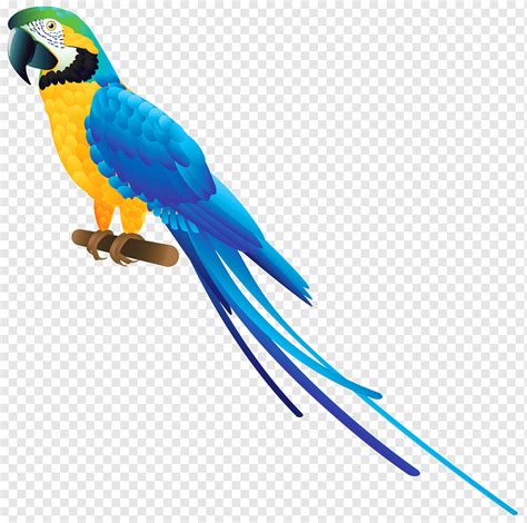 Ilustração azul e amarelo arara papagaio pássaro arara azul e amarelo