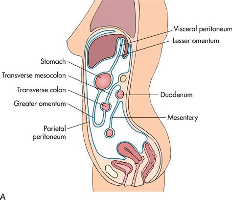 The Peritoneal Cavity And Abdominal Wall Clinical Tree