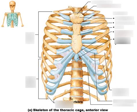 Ribs Diagram Quizlet