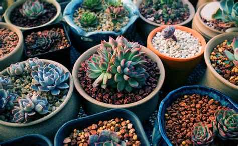 Suculentas Conhe A Os Tipos Como Plantar E Quais Os Cuidados