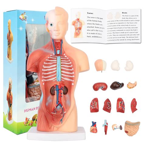 Buy Human Body Model Removable Anatomy Model Teaching Medical Education