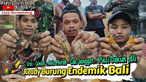 BURUNG BALI Ready Stok Burung Cendet Srdc Cendet Anis Merah