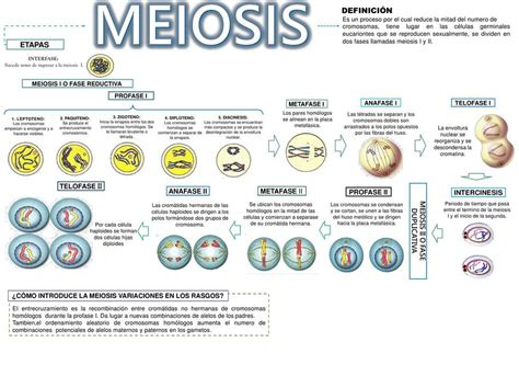 Meiosis ANDREA NIÑO uDocz