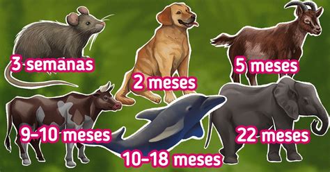Cuánto tiempo dura el embarazo de diferentes animales Ideas En 5 Minutos