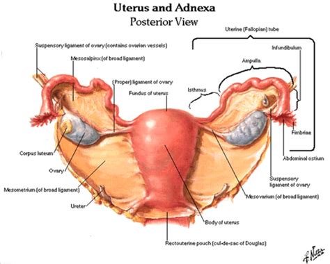 Female Reproductive System Flashcards Quizlet