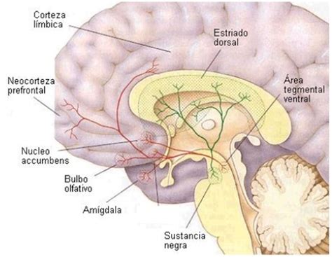 Núcleos Parabraquiales El centro de procesamiento sensorial en el cerebro