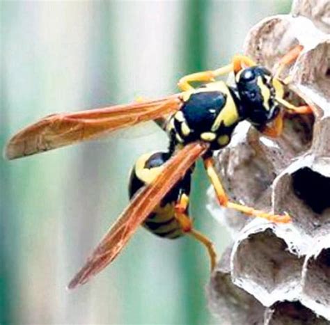 Descubren Especies De Avispas En Panam Panam Am Rica