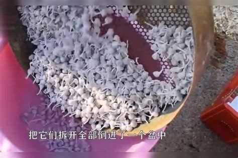 50000个摔炮威力有多大男子将其从楼顶扔下看完惊到了 楼顶 摔炮 男子