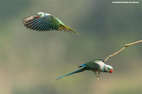 Malabar Blue Winged Parakeet Male Malabar Blue Winge Flickr
