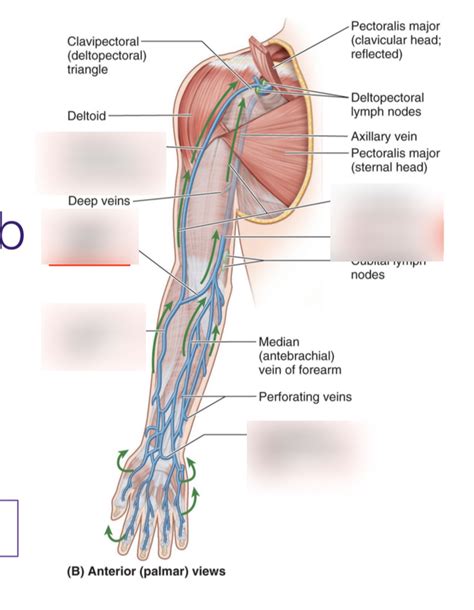 Superficial Veins Of The Upper Limb Diagram Quizlet