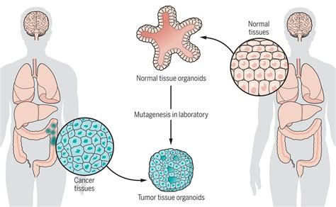 Cancer Modeling Meets Human Organoid Technology Science