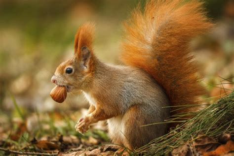 Ardillas Características Tipos y Consejos Roedores Domésticos