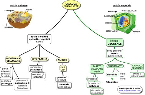 Mappa Concettuale Cellula Eucariote Scuolissima My Xxx Hot Girl