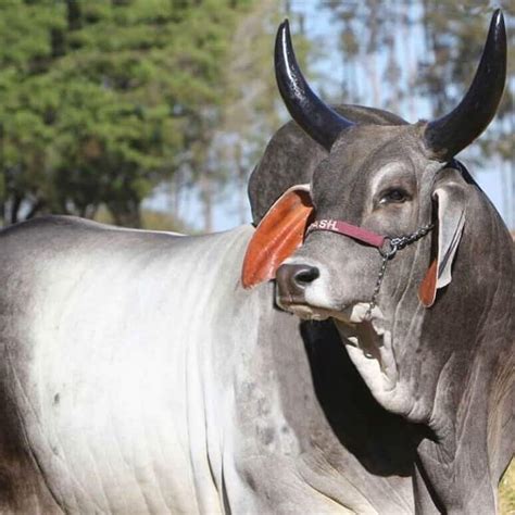 Guzerá o que você precisa saber para criar a raça Boi Saúde