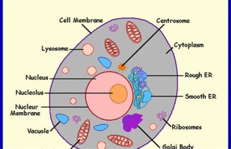 Practice Labeling The Cell