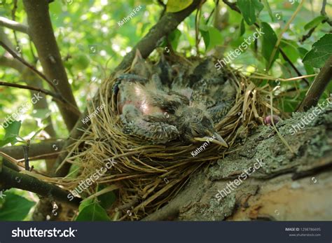 Naked Chicks Nest Small Chicks Without Stock Photo