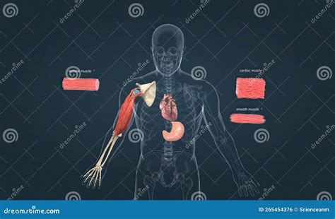 Types Of Muscle Tissue In The Human Body Stock Illustration