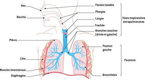 L Anatomie Et L Histologie De L Appareil Respiratoire DigiSchool