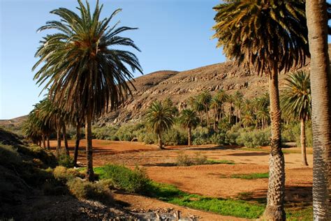 Pájara organiza una nueva Ruta Interpretada desde el Palmeral de Las
