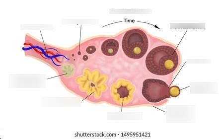 Lab Practical Ovary Diagram Quizlet