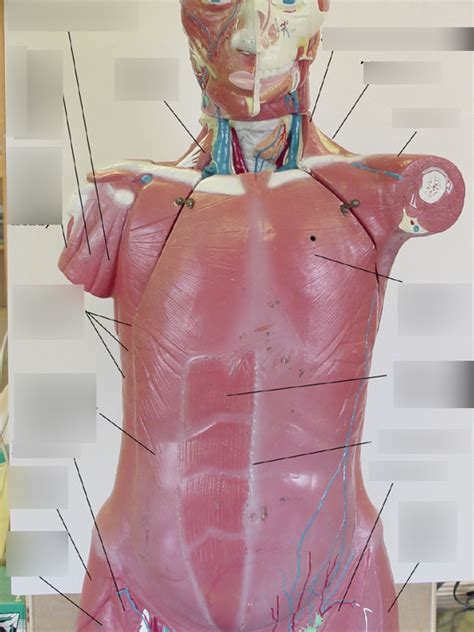Bio 205 Lab Anterior Whole Torso Muscles Diagram Quizlet
