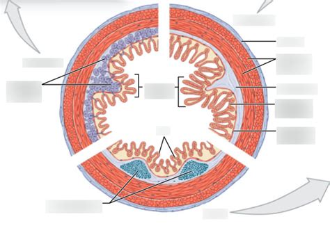 Gi Sections Of Small Intestine Diagram Quizlet