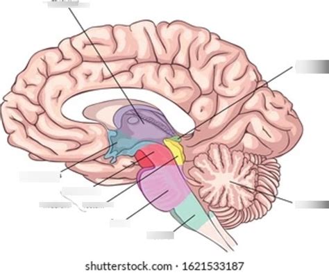 Brain Stem Diagram Quizlet