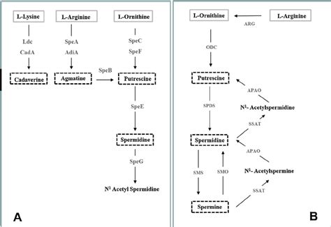 Metabolism Of The Major Polyamines Schematic Diagram Depicting The