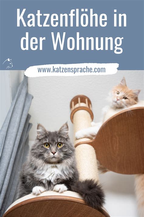 Pin Auf Katzenwissen Von A Z