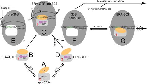 Structure Of ERA In Complex With The 3 End Of 16S RRNA Implications