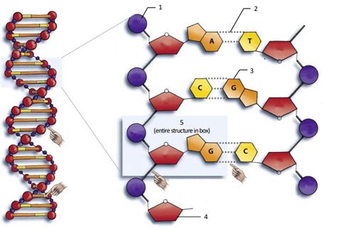 DNA Structure Diagram Diagram Quizlet