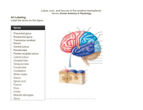 Solution Lobes Sulci And Fissures Of The Cerebral Hemispheres