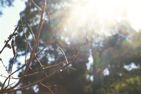Banco de imagens árvore natureza ramo luz solar manhã folha