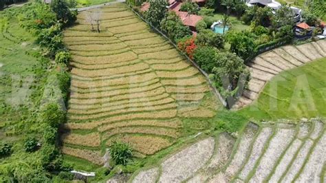 Dijual Tanah View Sawah Terasering Pererenan Canggu Bali IDRumah