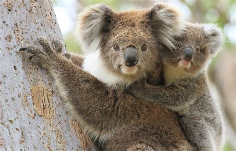 Les koalas ne sont pas près de lextinction en Australie Le Devoir