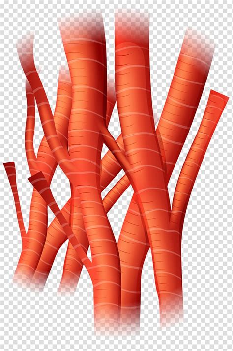 Blood Vessels Cartoon