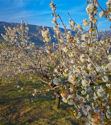 La floración de los cerezos en el Valle del Jerte