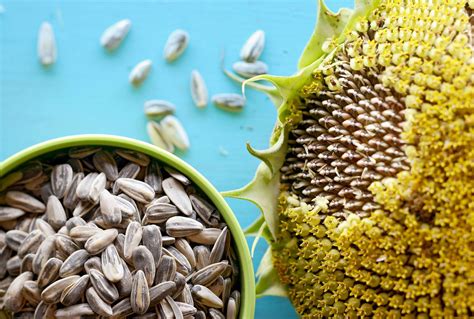 What Sunflower Seeds Are Edible Storables