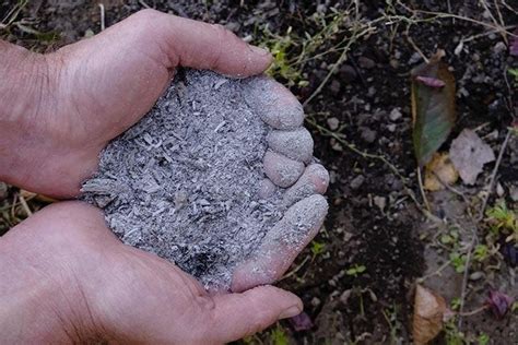Qu Plantas No Se Deben Fertilizar Con Cenizas En El Jard N Trucos