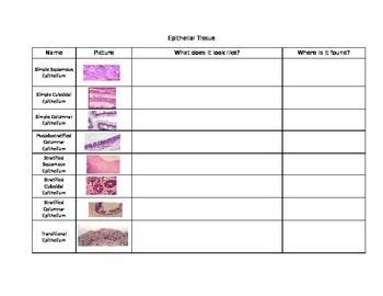 Epithelial Tissues Table Worksheet Things Under A Microscope
