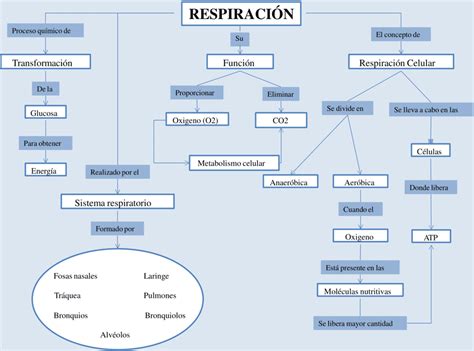 Arriba 53 imagen mapa mental respiración celular Abzlocal mx