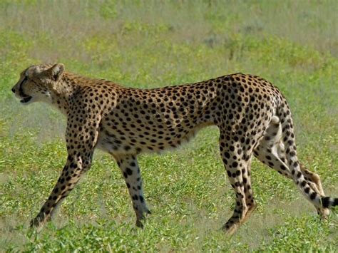 Les 10 Animaux Les Plus Rapides Au Monde Quoi2Neuf