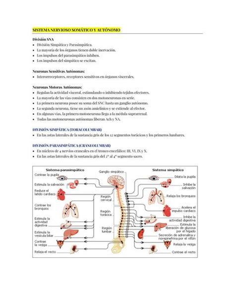 Sistema nervioso somático y autónomo Physio Studies uDocz
