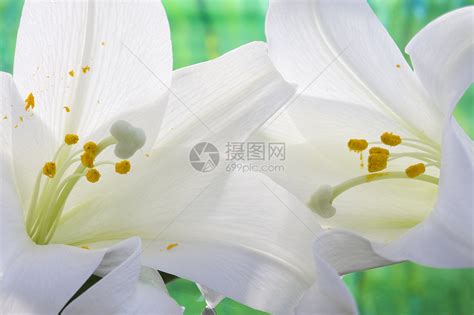 闭合百合丽奶油花瓣花粉植物群百合柱头宏观高清图片下载 正版图片322210736 摄图网