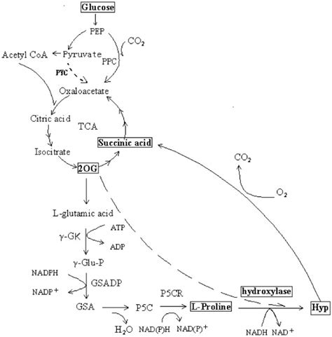 The Metabolism Of Trans Hydroxyproline In Recombinant Bacteria Og