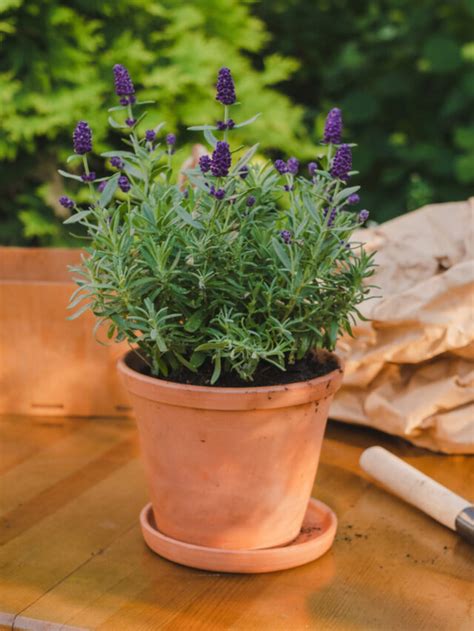 Lavanda 5 Dicas Para Cultivar Em Casa