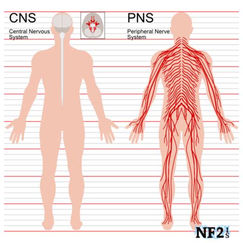 Chapter The Nervous System Flashcards Quizlet