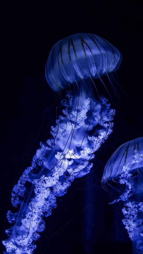 Two Blue Jellyfish In The Dark Water