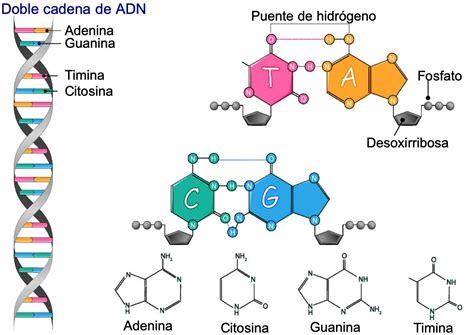 ADN ácido desoxirribonucleico qué es significado partes y